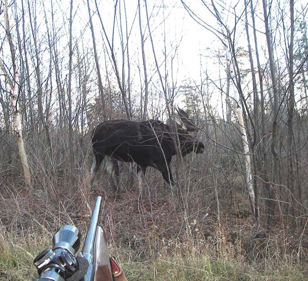 Getting the Moose Out - Northwoods Sporting Journal