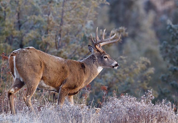 Best Deer Hunt Ever - Northwoods Sporting Journal