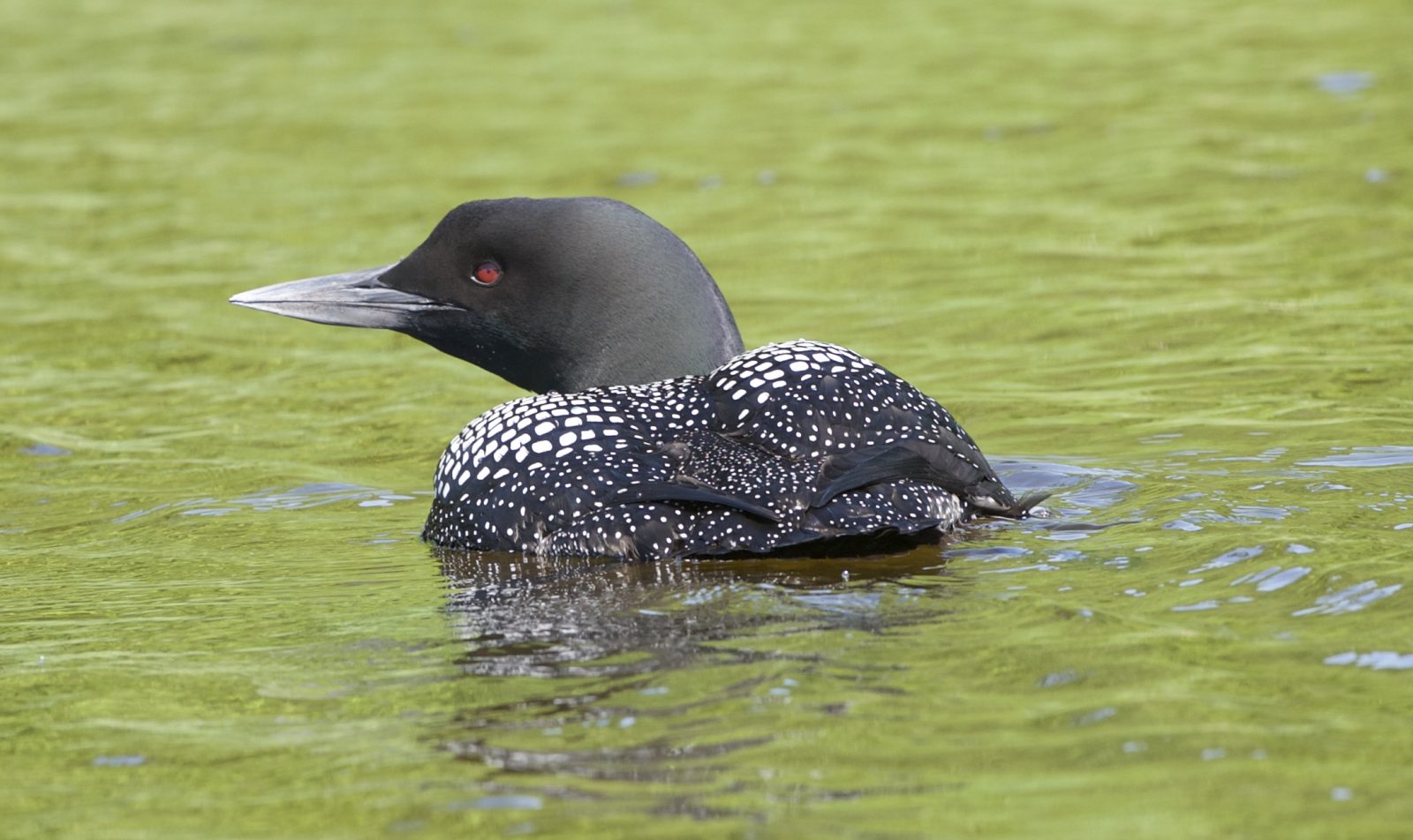 Loon Bird Funny Images