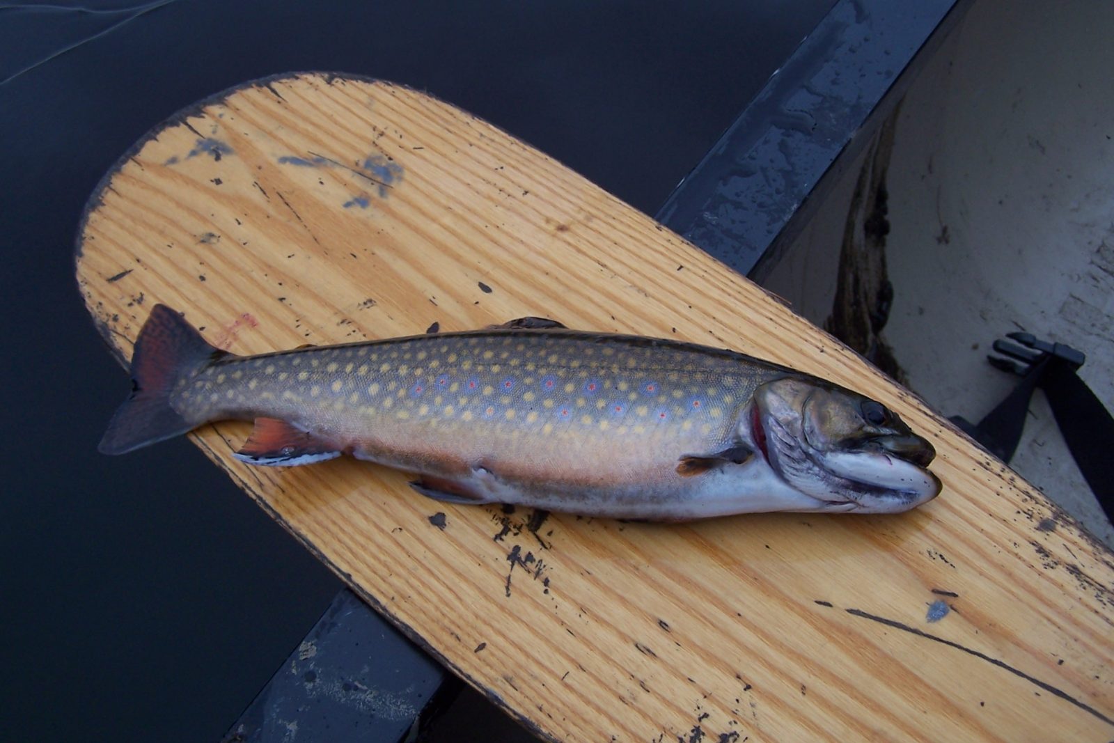 Those October Trout - Northwoods Sporting Journal