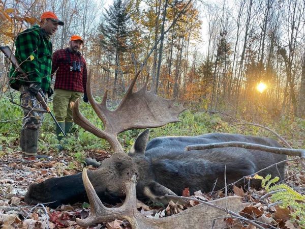 More Moose Permits - Northwoods Sporting Journal
