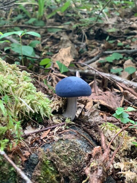 The Rarest Mushroom - Northwoods Sporting Journal