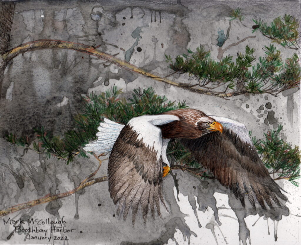 The Rarest Eagle - Northwoods Sporting Journal