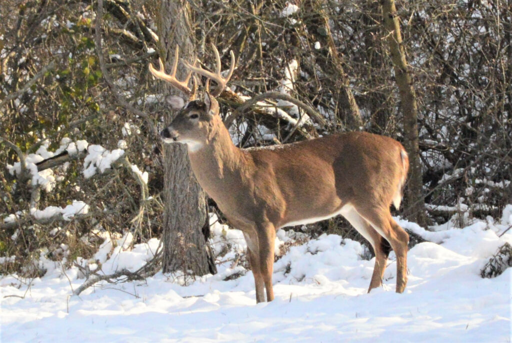 Overhauling the Maine Deer Hunt - Northwoods Sporting Journal
