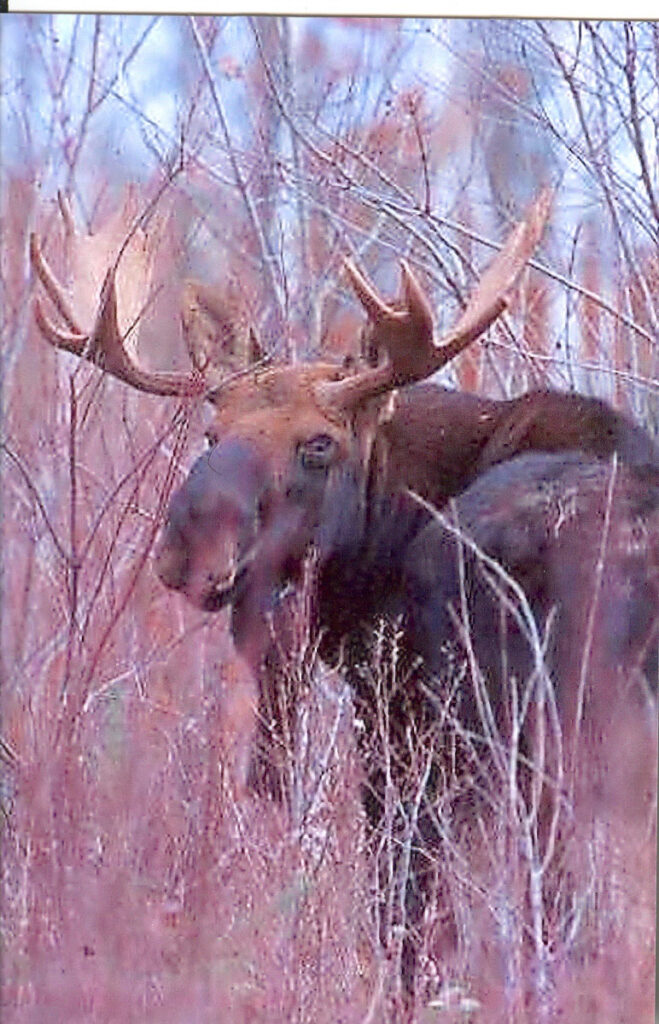 Hiring a Moose Guide - Northwoods Sporting Journal