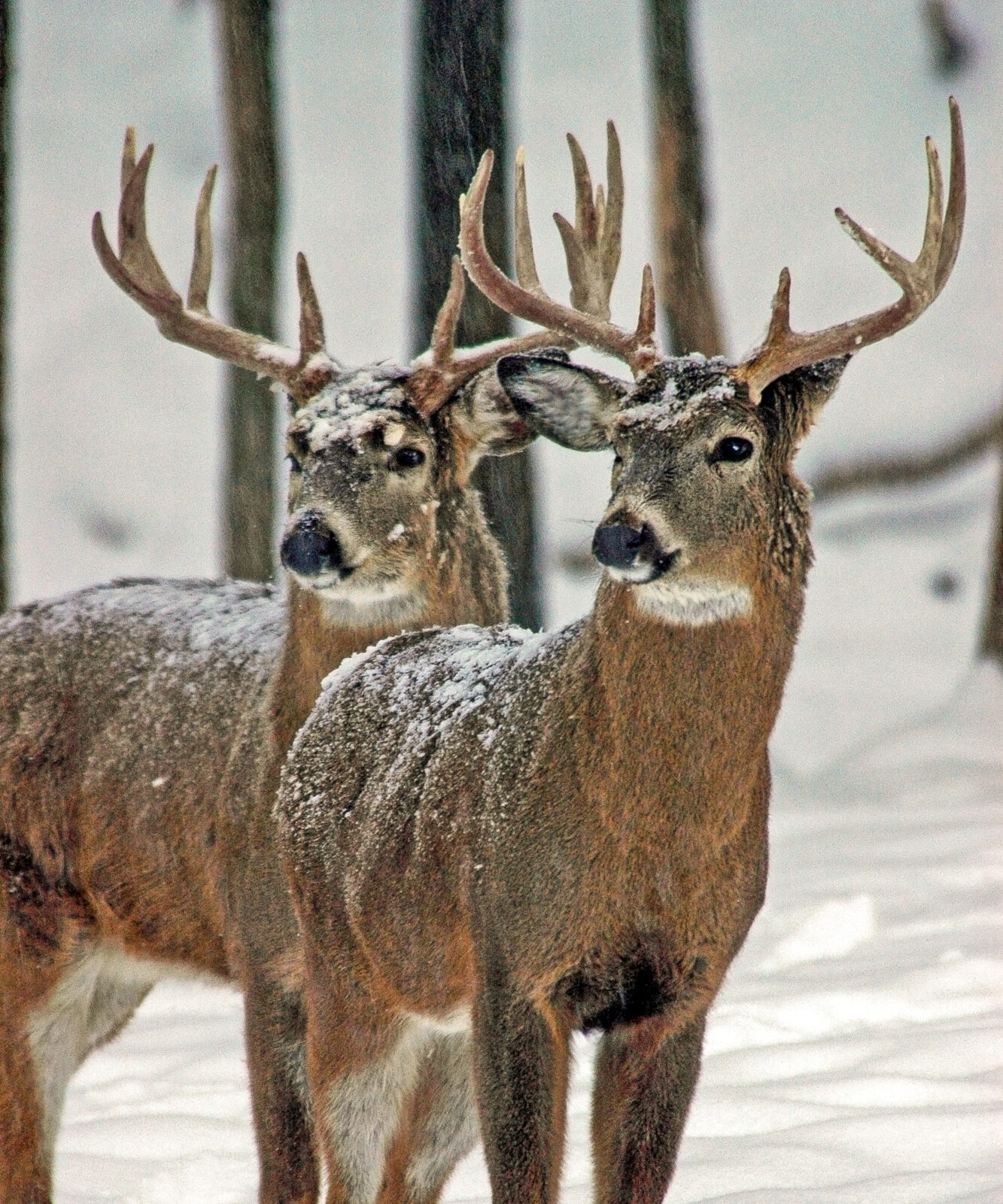 The Buck Moon - Northwoods Sporting Journal