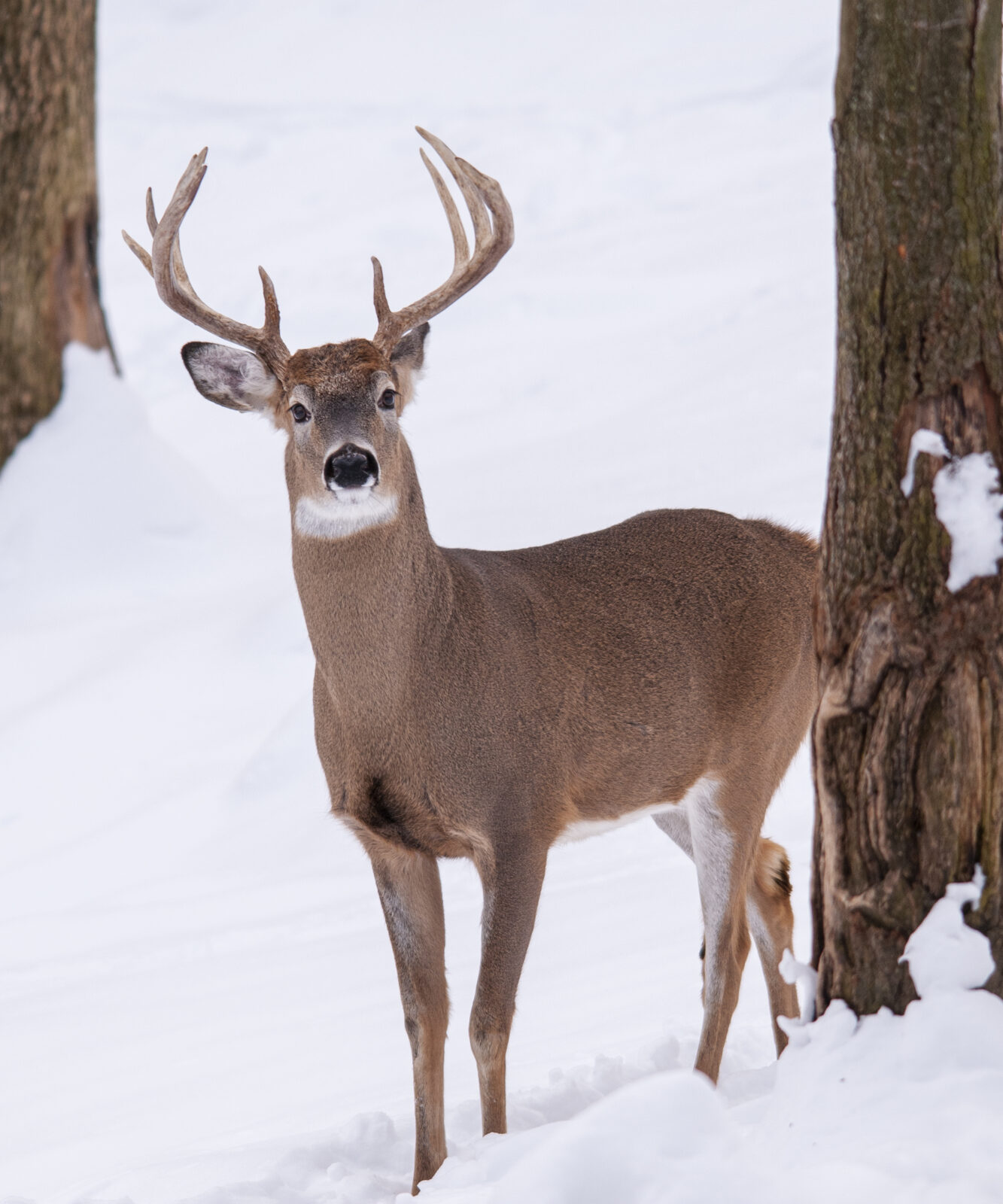 Hunting Small Woodlots - Northwoods Sporting Journal